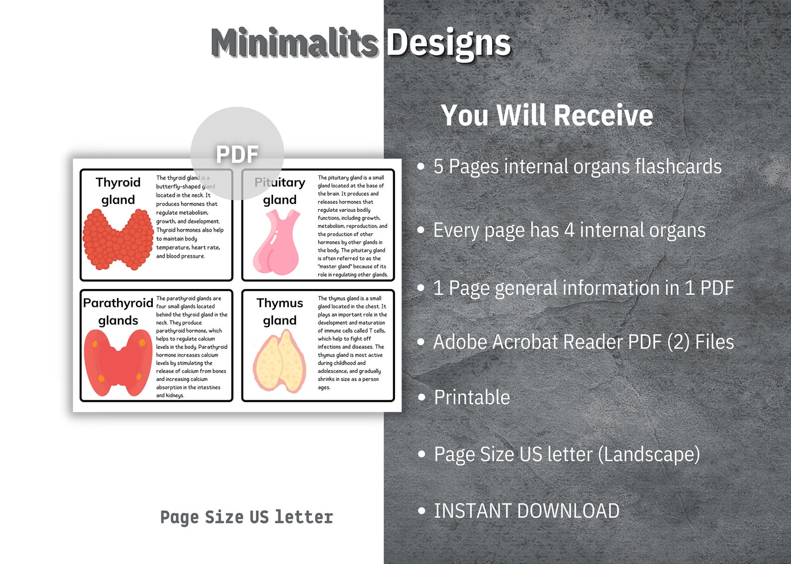 Internal Organs Flash Cards, Printable Human Organs Cards, Preschool ...