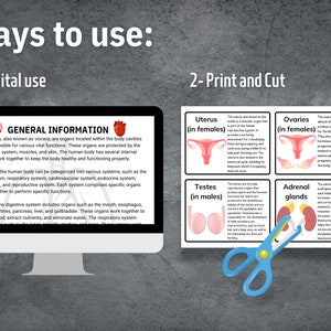 Internal Organs Flash Cards, Printable Human Organs Cards, Preschool ...