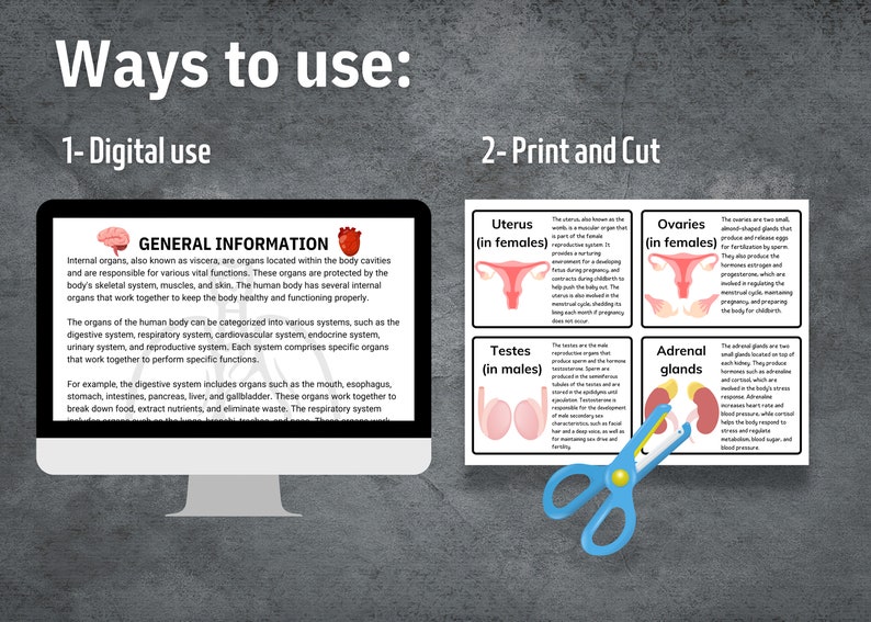 Internal Organs Flash Cards, Printable Human Organs Cards, Preschool ...