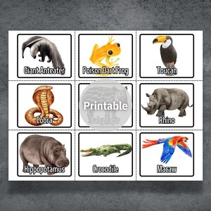 Jungle Animals Flashcards, Preschool Flashcards, Printable Montessori ...
