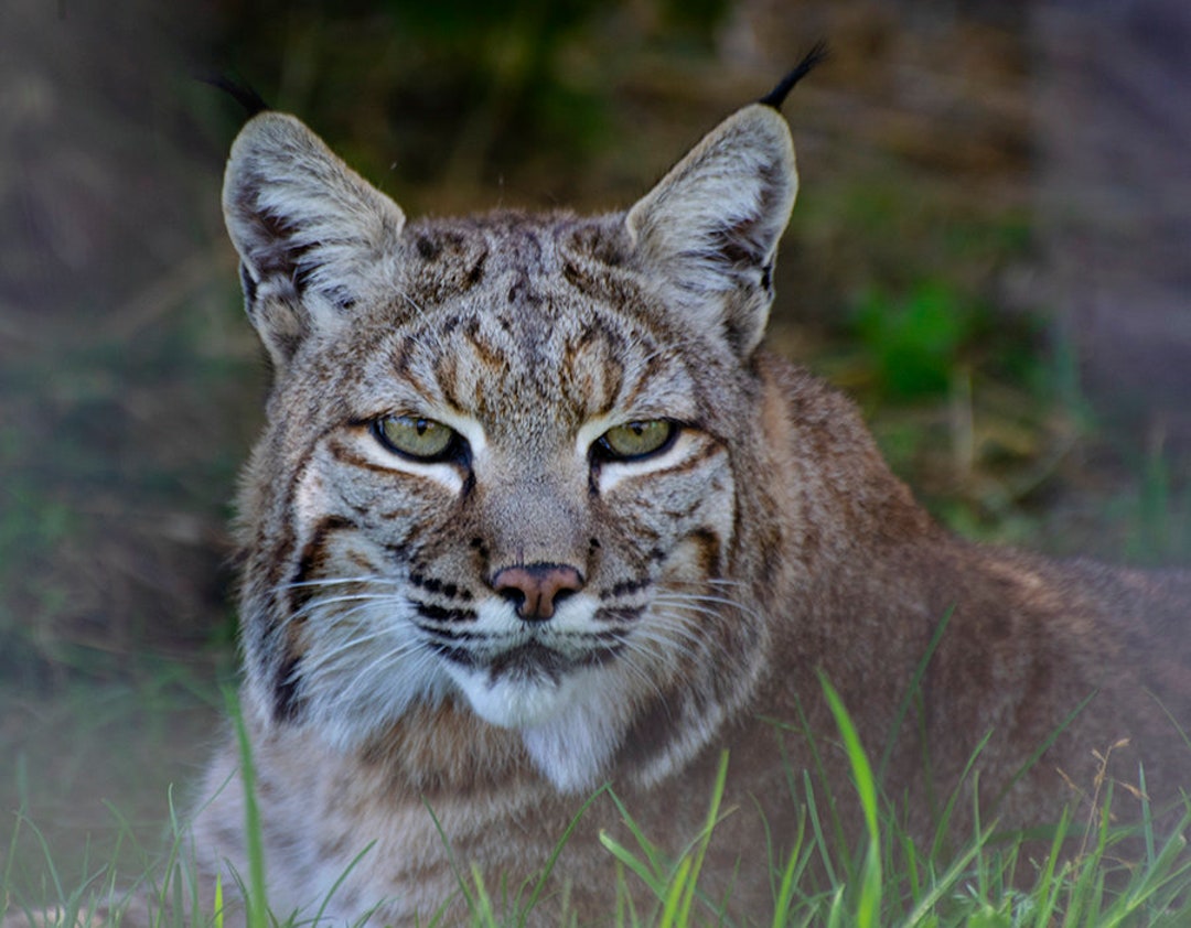 Angry Howie the Bobcat Ringtone - Etsy