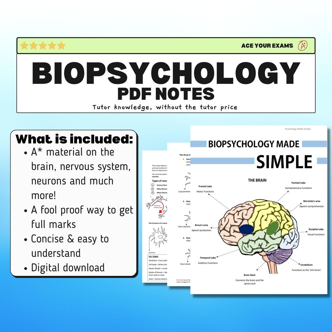 Biopsychology Psychology Biology A Level Revision Notes - Etsy