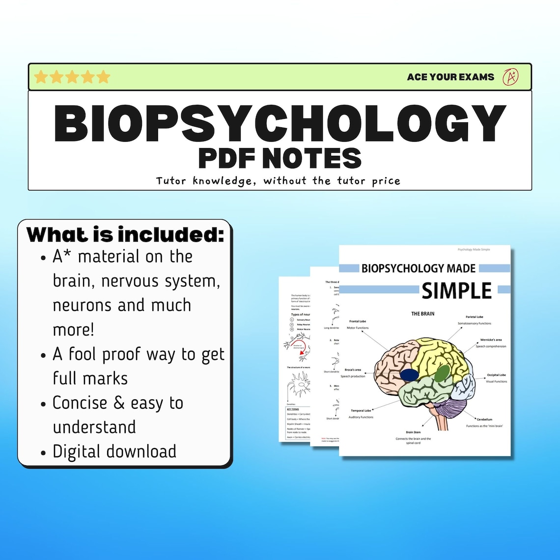 AQA A-level Biopsychology Revision Notes | Psychology Tutor (digital ...