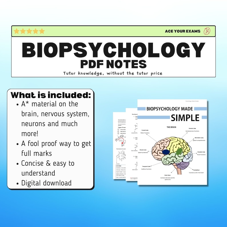 Biopsychology | Psychology | Biology A Level Revision Notes AQA AS and ...