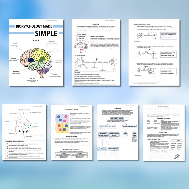Biopsychology | Psychology | Biology A Level Revision Notes AQA AS and ...