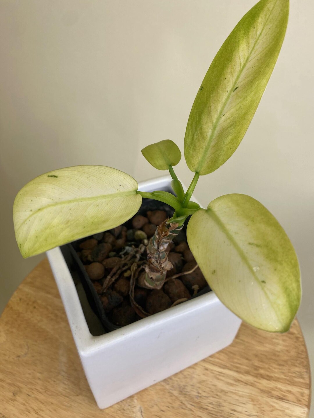 Philodendron Whipple Way * Exact Plant - Etsy