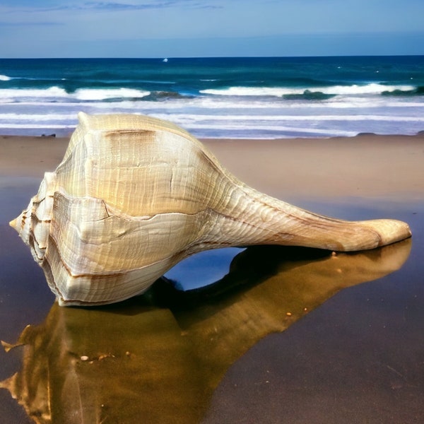 Florida Whelk Shell - Etsy