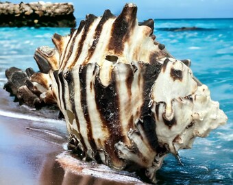 FLORIDA RARE LARGE Spiny Conch White Brown Spiky Spider Real - Etsy