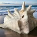 RARE LARGE CONCH Seashell Natural Big Ocean Sea Shells Natural Vintage ...