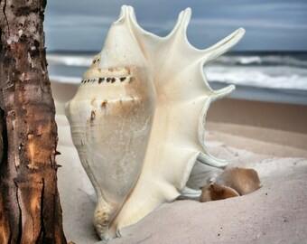 FLORIDA RARE LARGE Spiny Conch White Brown Spiky Spider Real - Etsy