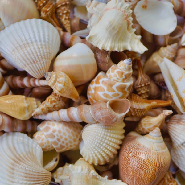 Sea Shell Art - Etsy