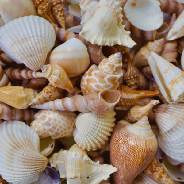 Rare Sea Shells - Etsy