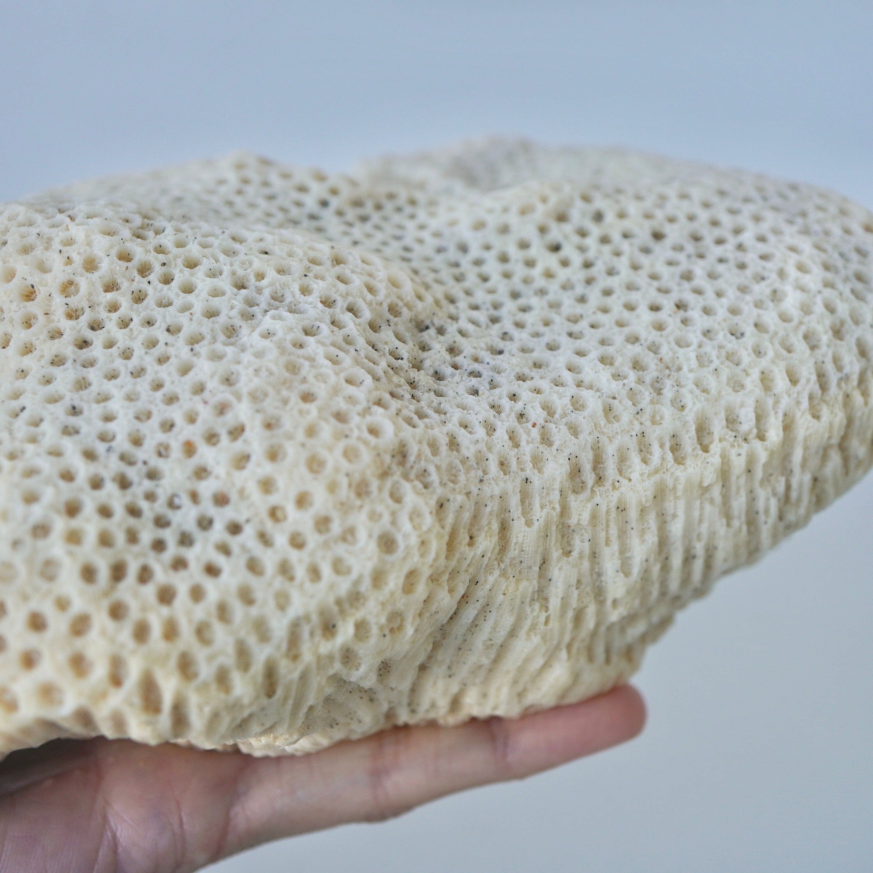 FLORIDA RARE GIANT Honeycomb Star Sea Coral Reef Rock Ocean - Etsy