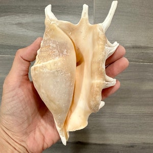 FLORIDA RARE LARGE Spiny Conch White Brown Spiky Spider Real - Etsy
