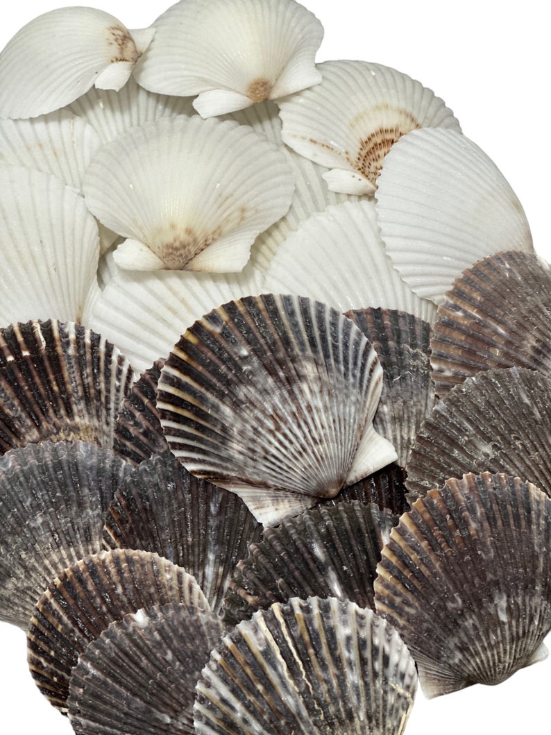 FLORIDA RARE REAL Scallop Seashells Dark Gray Black & White Natural ...