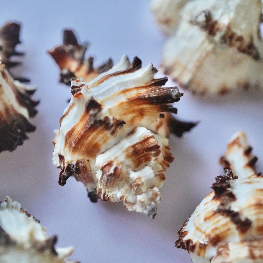 FLORIDA RARE MUREX Conch Seashells Spiky White Brown Real - Etsy