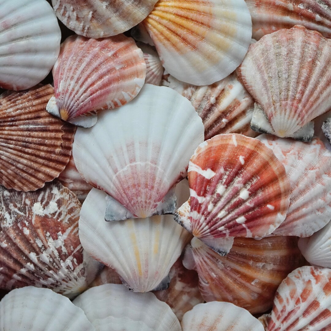 FLORIDA RARE SCALLOP Seashells Assorted Mix Colorful Beach Home Decor ...