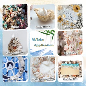 FLORIDA RARE SEASHELLS Assorted Mix Ocean Sea Shells Beach Home Decor Coastal Textured Art Craft ...