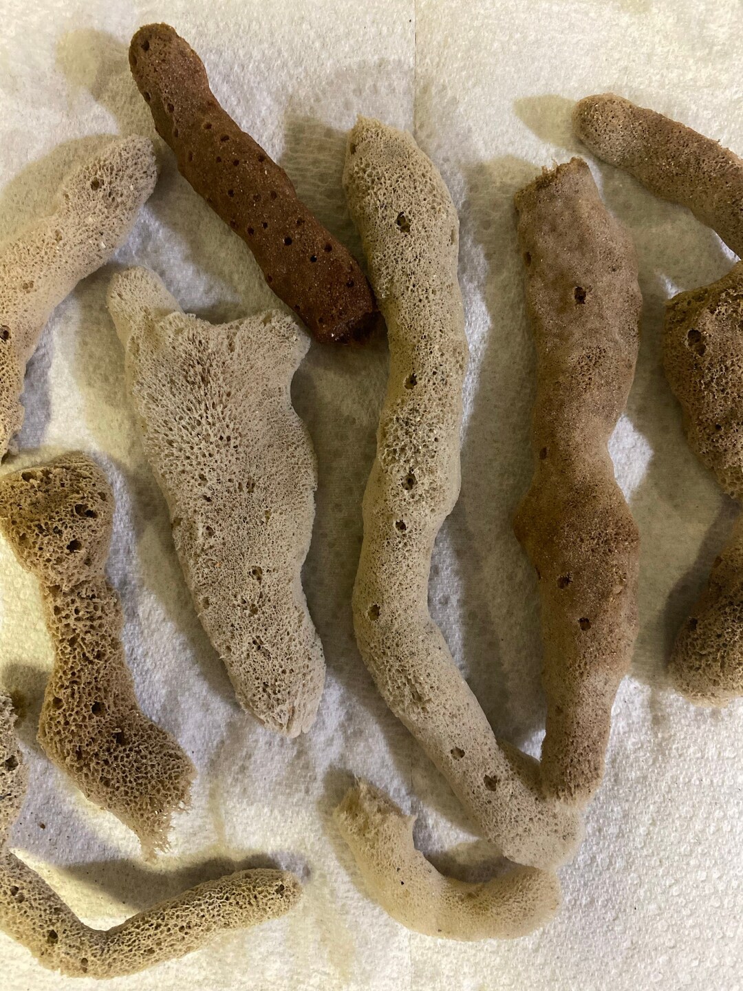 FLORIDA Real Dried Ocean Tube Sponges Natural Reef Soft Beach - Etsy