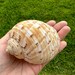 FLORIDA RARE LARGE Round Conch Seashell Real Ocean Natural Sea - Etsy