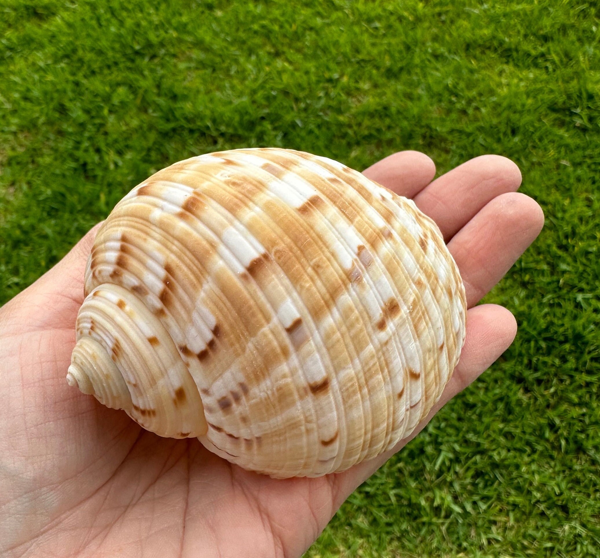 FLORIDA RARE LARGE Round Conch Seashell Real Ocean Natural Sea - Etsy