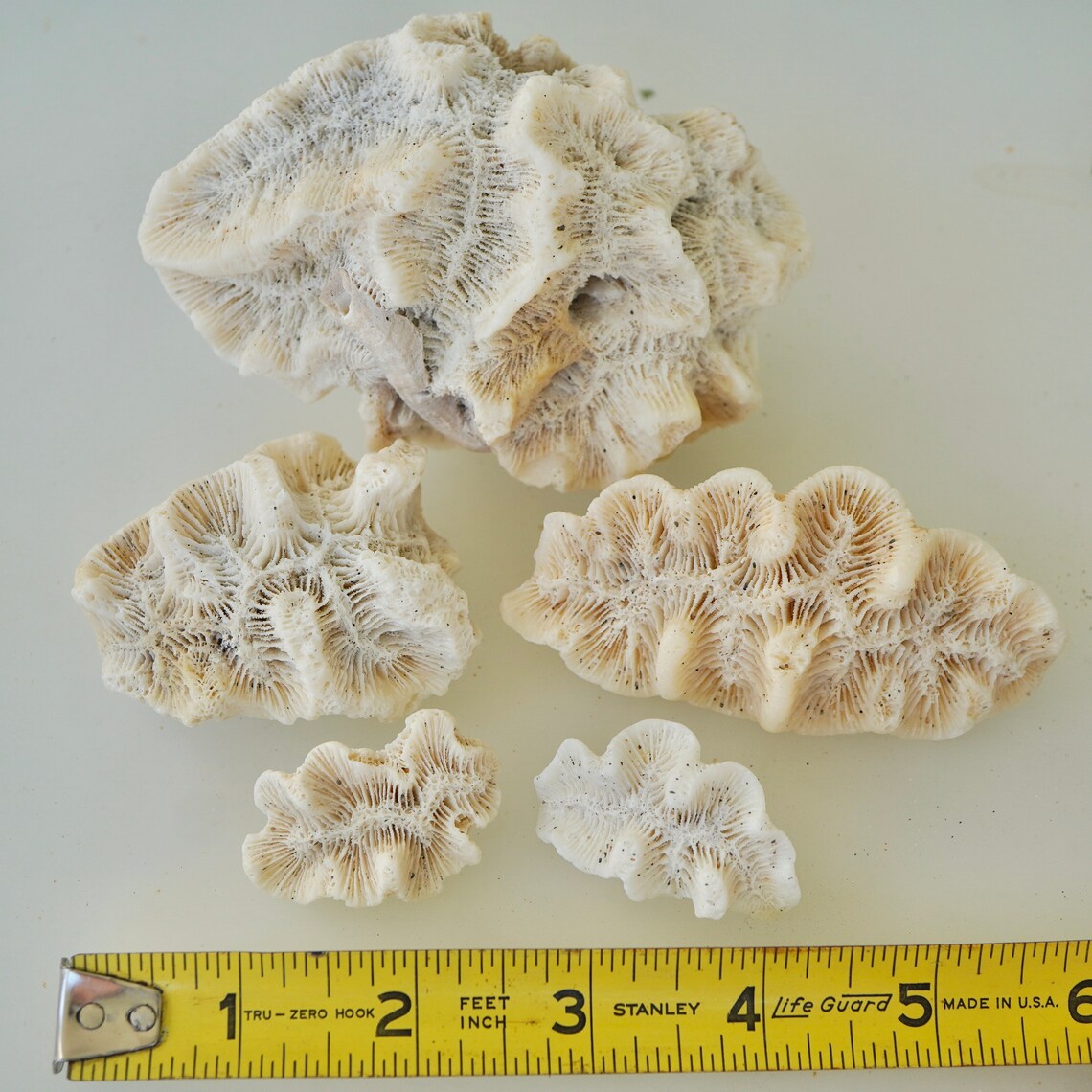 13-pcs RARE CORAL ROCK Rose Brain Natural Vintage Ocean Reef Stone ...