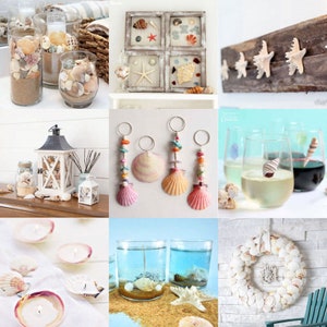 FLORIDA RARE SEASHELLS Assorted Mix Ocean Sea Shells Beach Home Decor ...