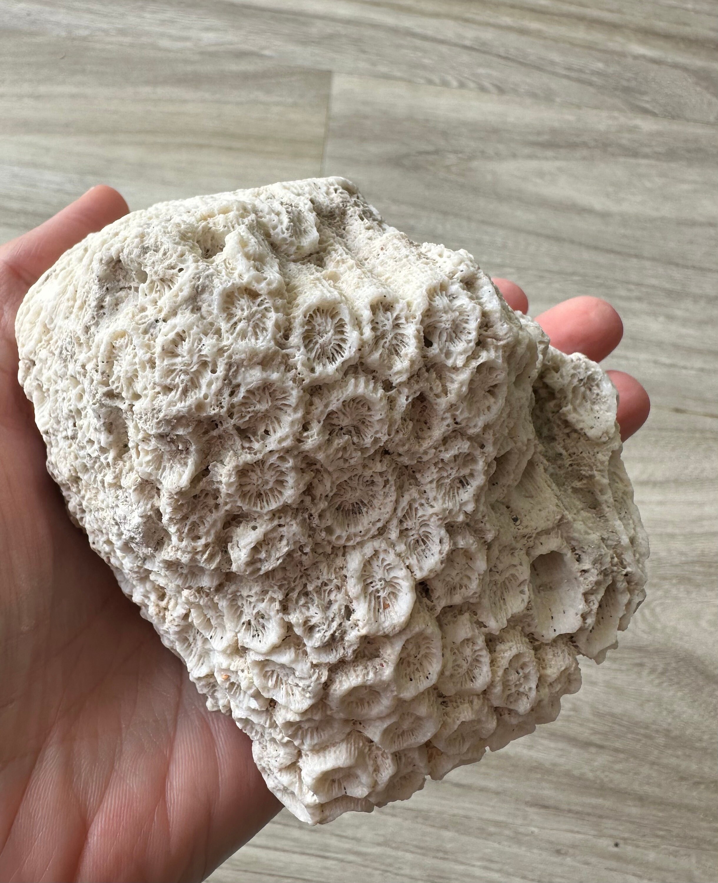 FLORIDA RARE CORAL Rock Honeycomb Star Sea Natural Ancient Ocean Fossil Reef Stone Beach Home ...
