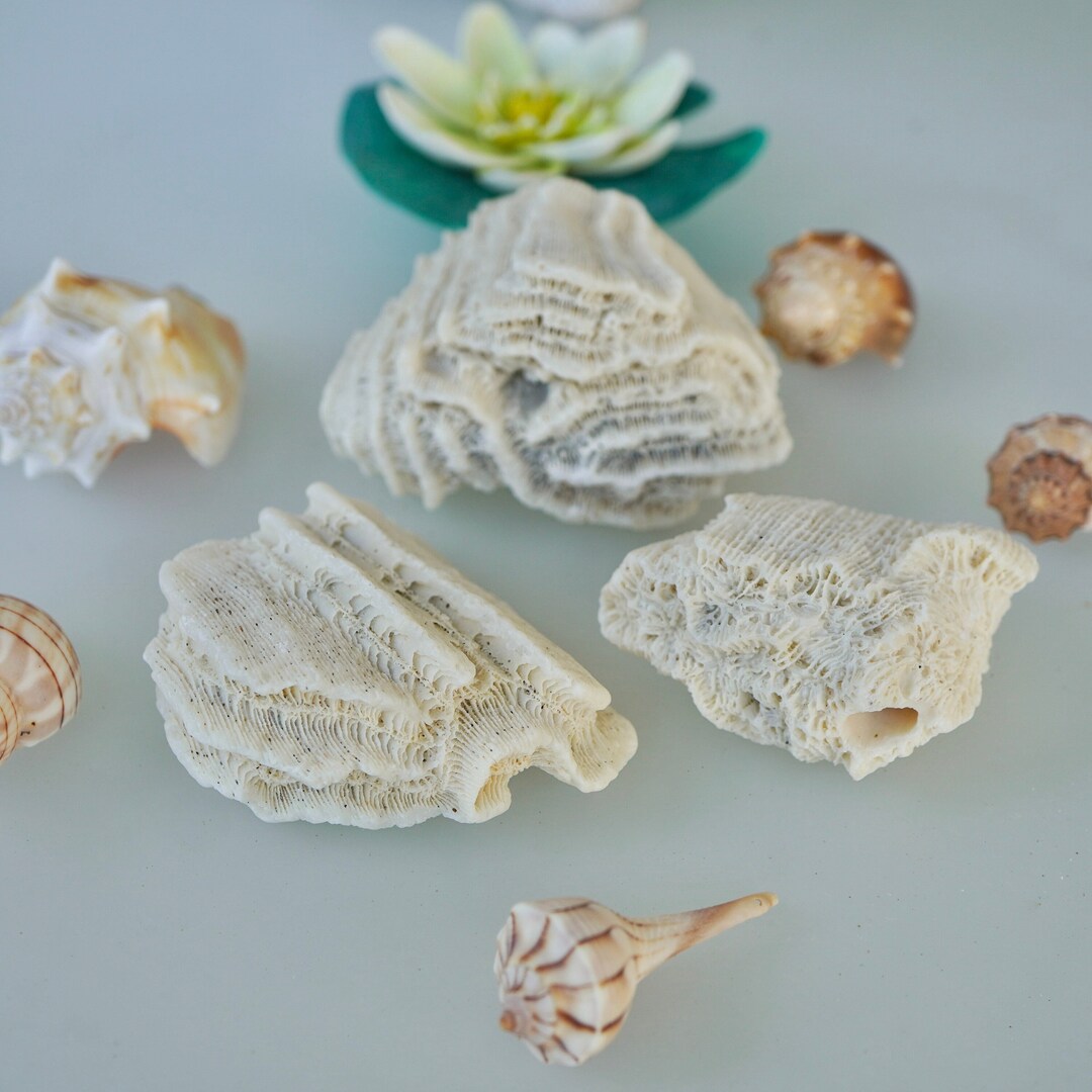 3-PCS RARE CORAL Brain Rocks Natural Reef Stones Real Ancient - Etsy