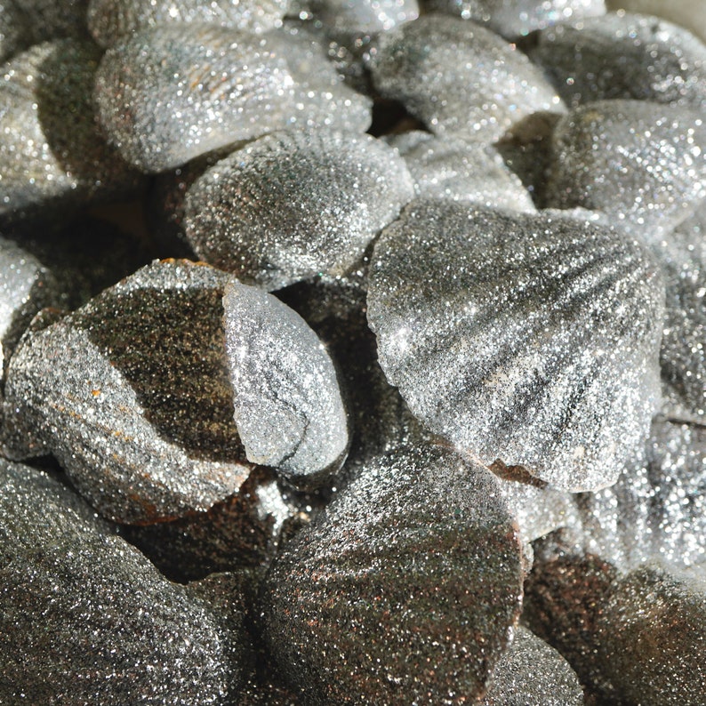 SHINY SILVER SEASHELLS Mixed Scallop Cockle Sparkling Ocean Shells ...