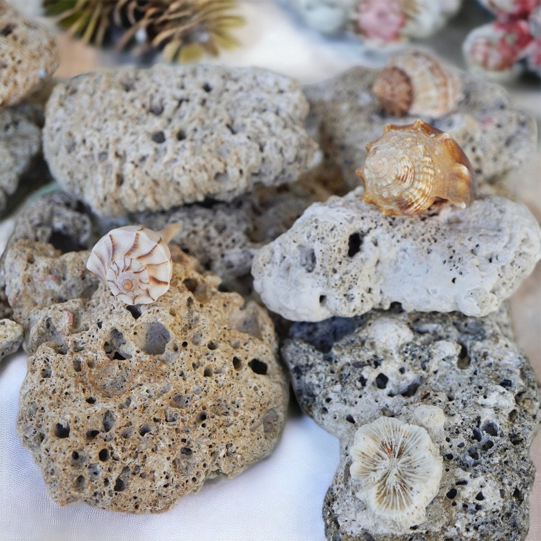 FLORIDA RARE HOLEY Coral Rock Natural Reef Fossil Beach Home Decor ...