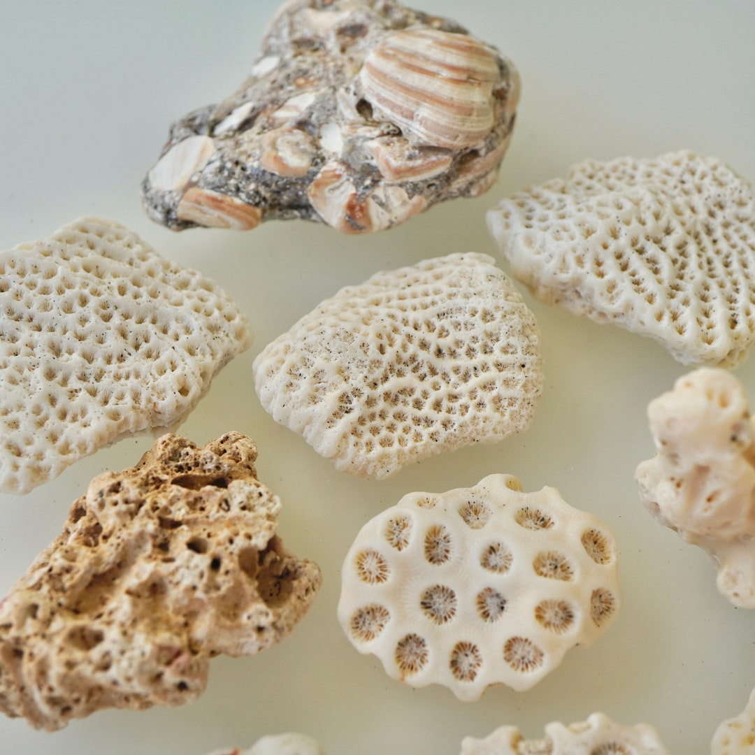 FLORIDA RARE REAL 12 Pieces Mixed Ocean Star Sea Brain Coral - Etsy