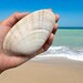 10-pcs LARGE RARE CLAM Seashells Long Natural Beach Home Decor Coastal ...