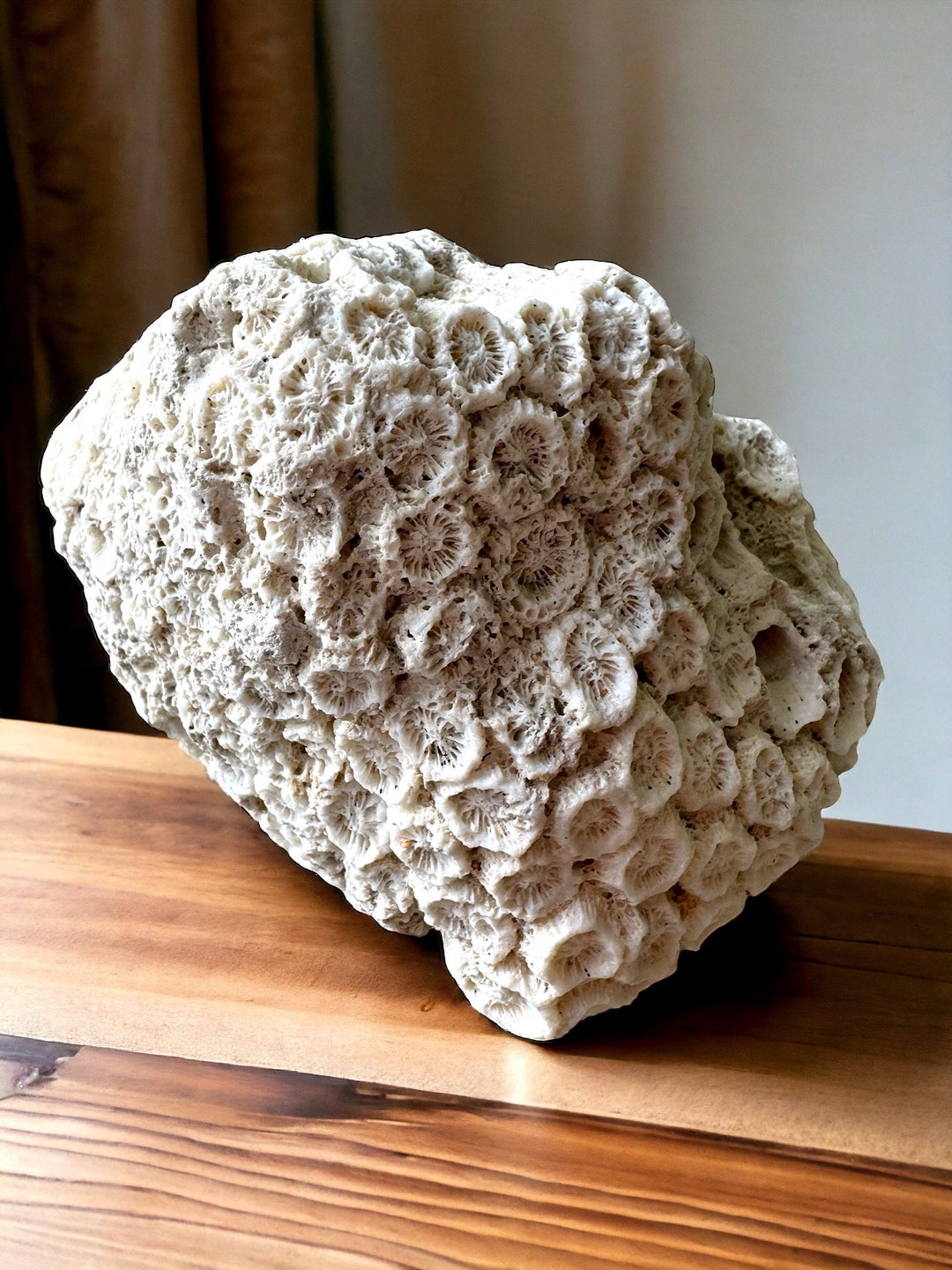 FLORIDA RARE CORAL Rock Honeycomb Star Sea Natural Ancient Ocean Fossil Reef Stone Beach Home ...