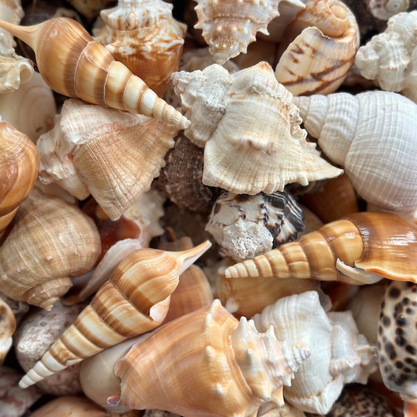 Rare Sea Shells - Etsy