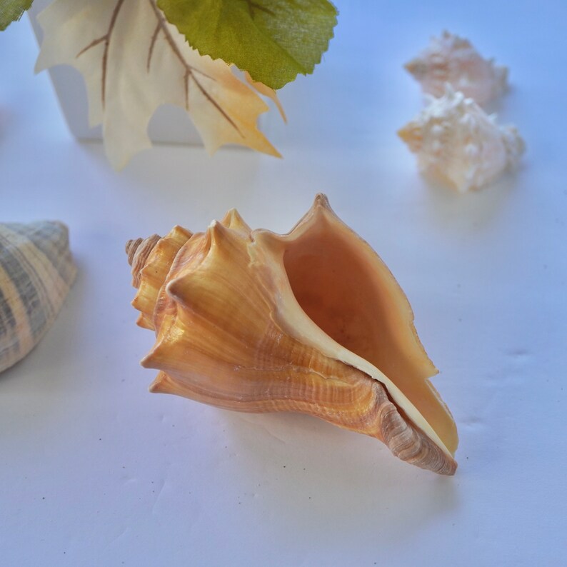 FLORIDA RARE LARGE Conch Spiral Real Ocean Shells Natural - Etsy