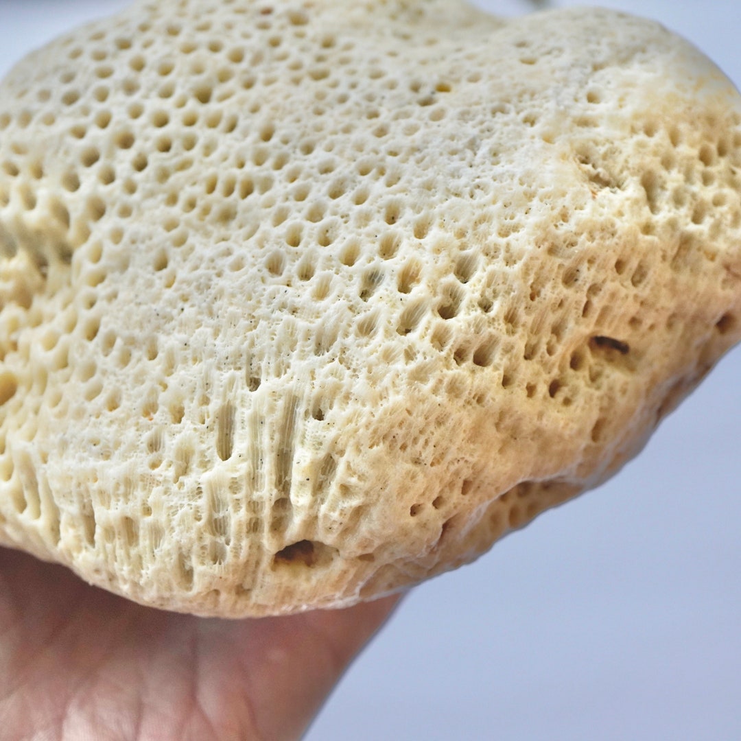 RARE GIANT CORAL Rock Honeycomb Star Sea Coral Real Big Large Sculpted ...