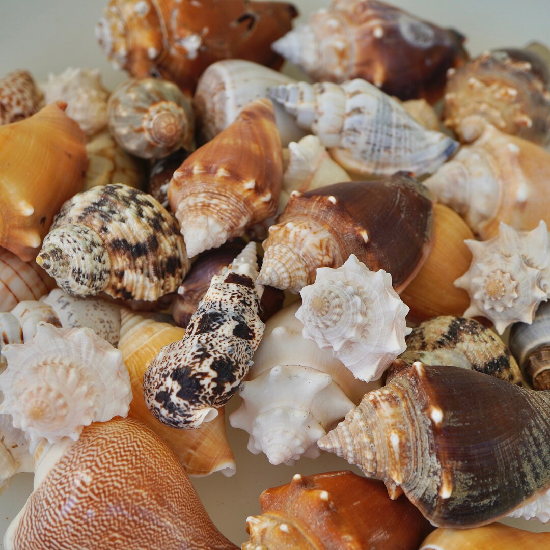 FLORIDA RARE CONCH Mixed Assorted Seashells Natural Beach Home Decor ...