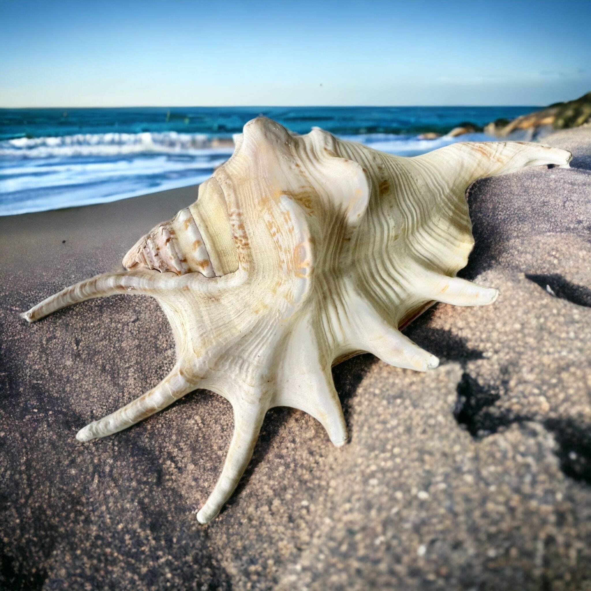 FLORIDA RARE LARGE Spiky Conch Seashell White Real Ocean Natural Sea ...