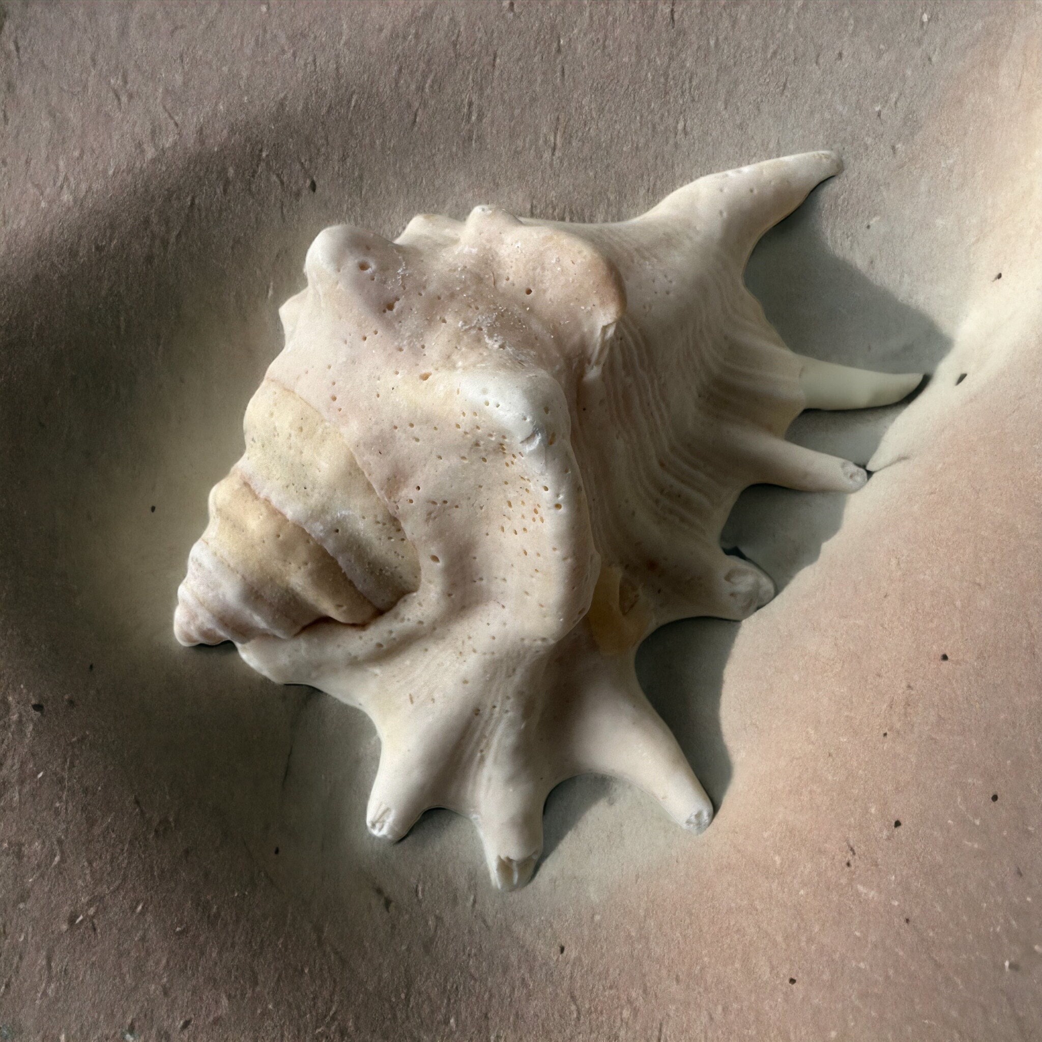 RARE LARGE CONCH Seashell Natural Big Ocean Sea Shells Natural Vintage ...