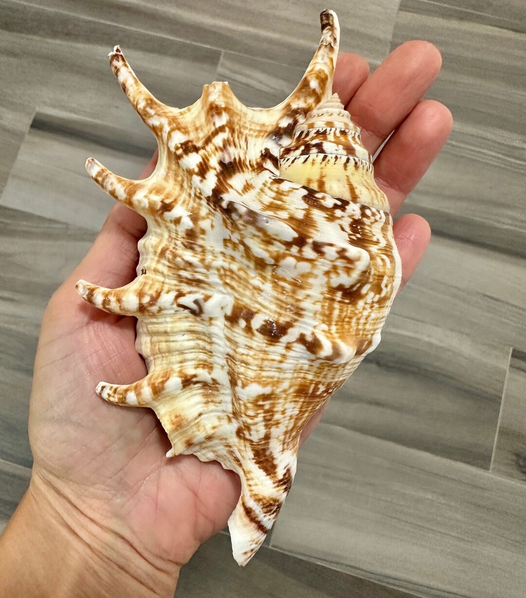 RARE LARGE CONCH Spiky Seashell Big Spiny Natural Ocean Shells Beach ...