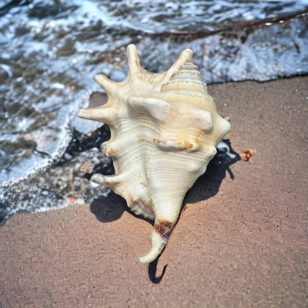 FLORIDA RARE LARGE Spiky Conch Seashell White Real Ocean - Etsy