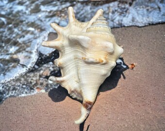 FLORIDA RARE LARGE Round Conch With Dots Seashell Real Ocean - Etsy