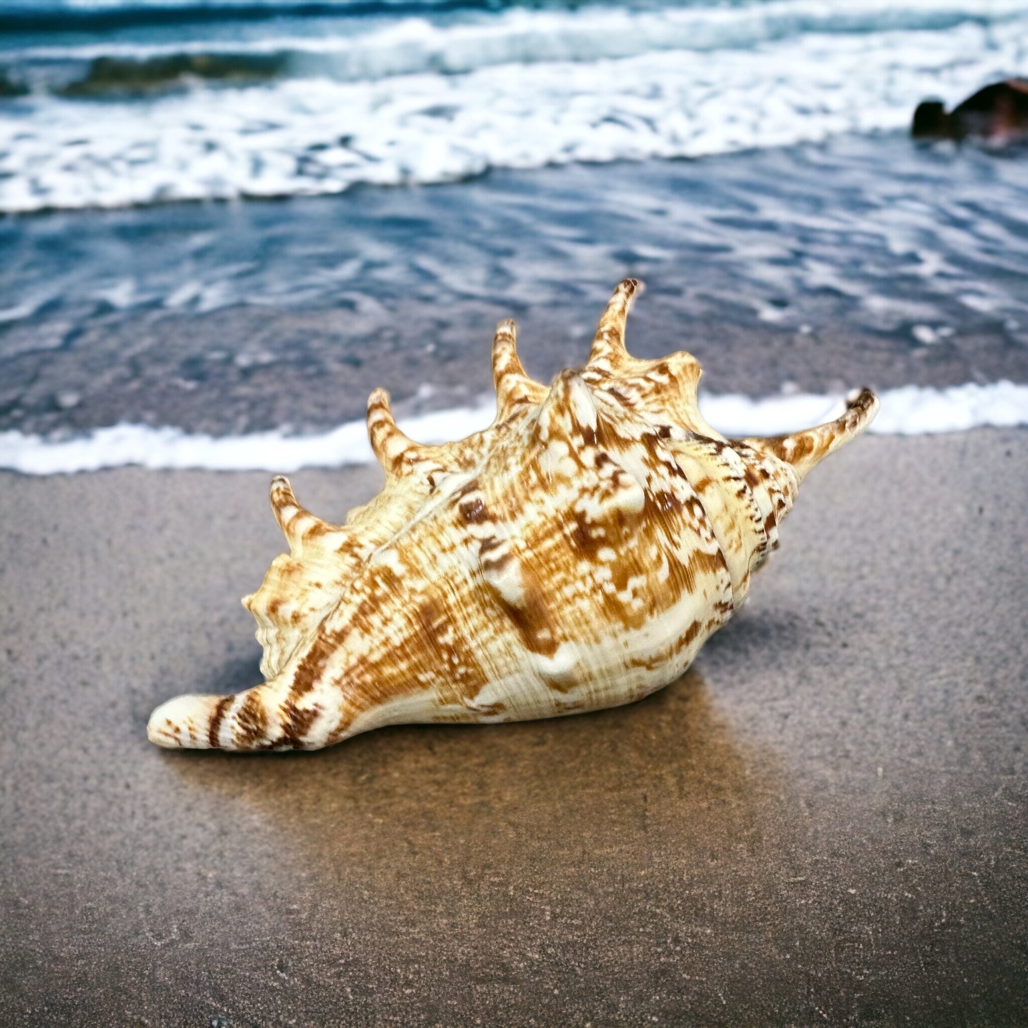 FLORIDA RARE LARGE Spiky Conch Seashell Real Big Spiny Natural Ocean ...