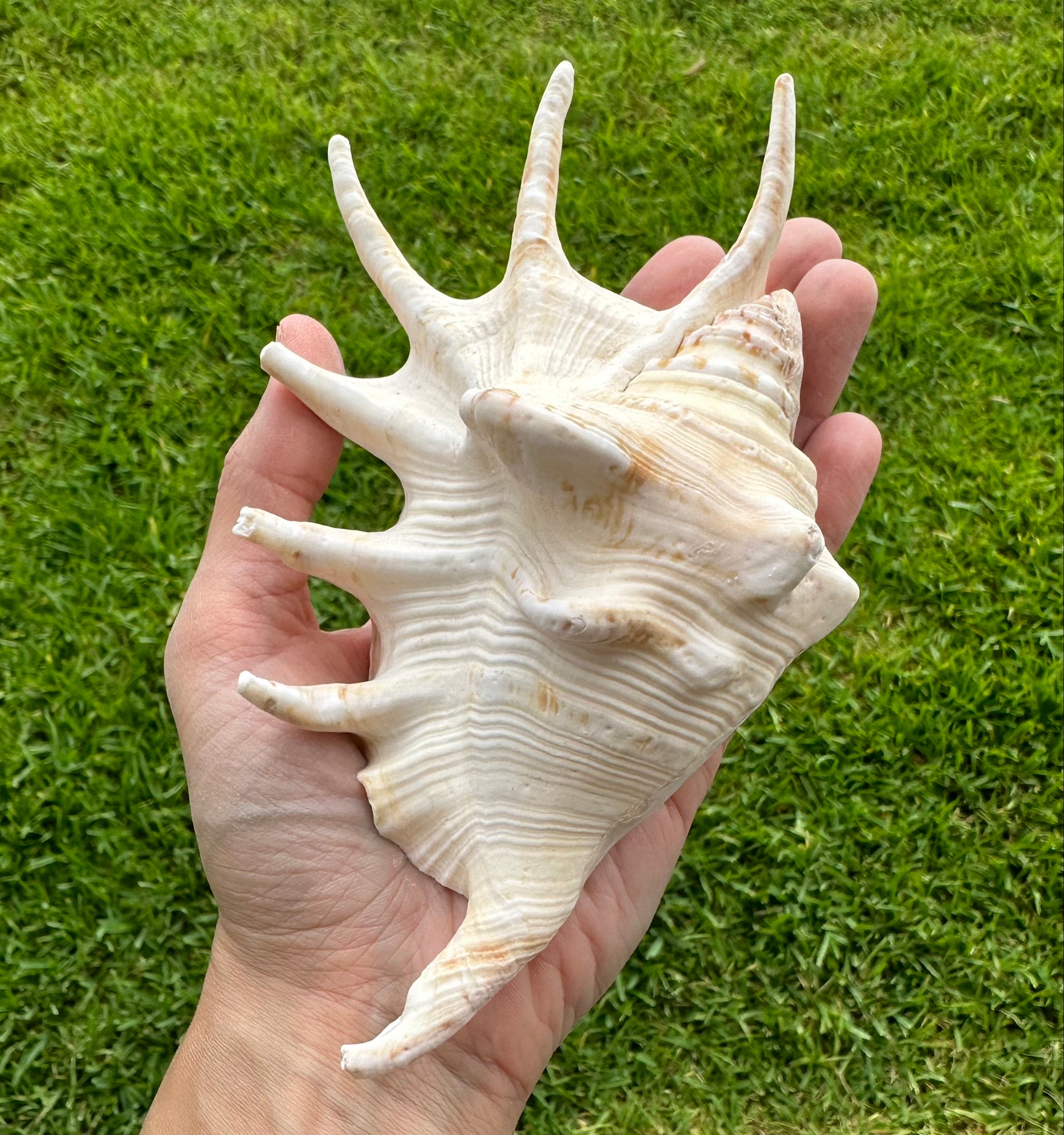 FLORIDA RARE LARGE Spiky Conch Seashell White Real Ocean - Etsy
