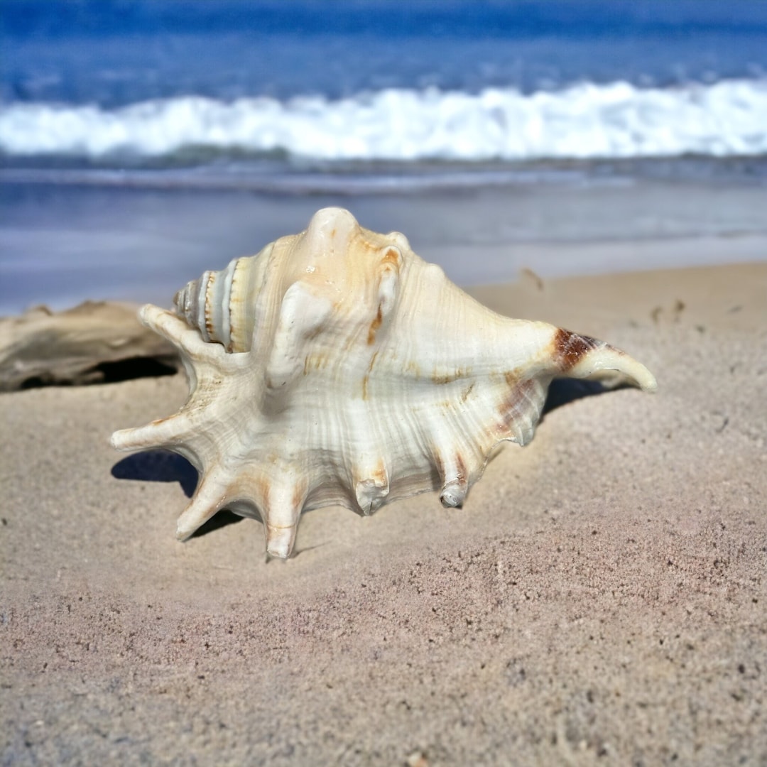 FLORIDA RARE LARGE Spiky Conch Seashell White Real Ocean Natural Sea ...