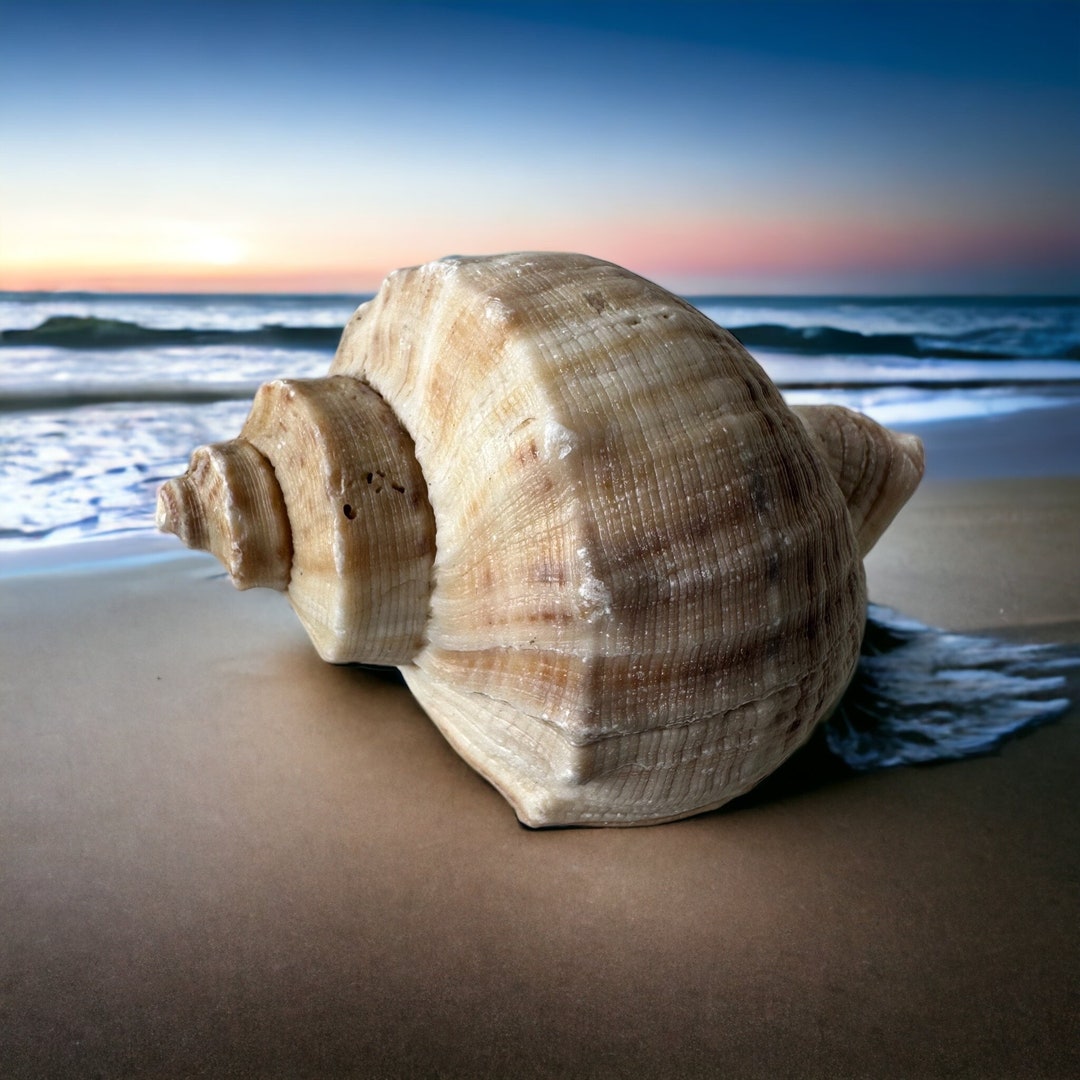 FLORIDA RARE LARGE Conch Seashell White Brown Real Ocean Shells Natural ...