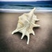 FLORIDA RARE LARGE Spiny Conch White Brown Spiky Spider Real - Etsy