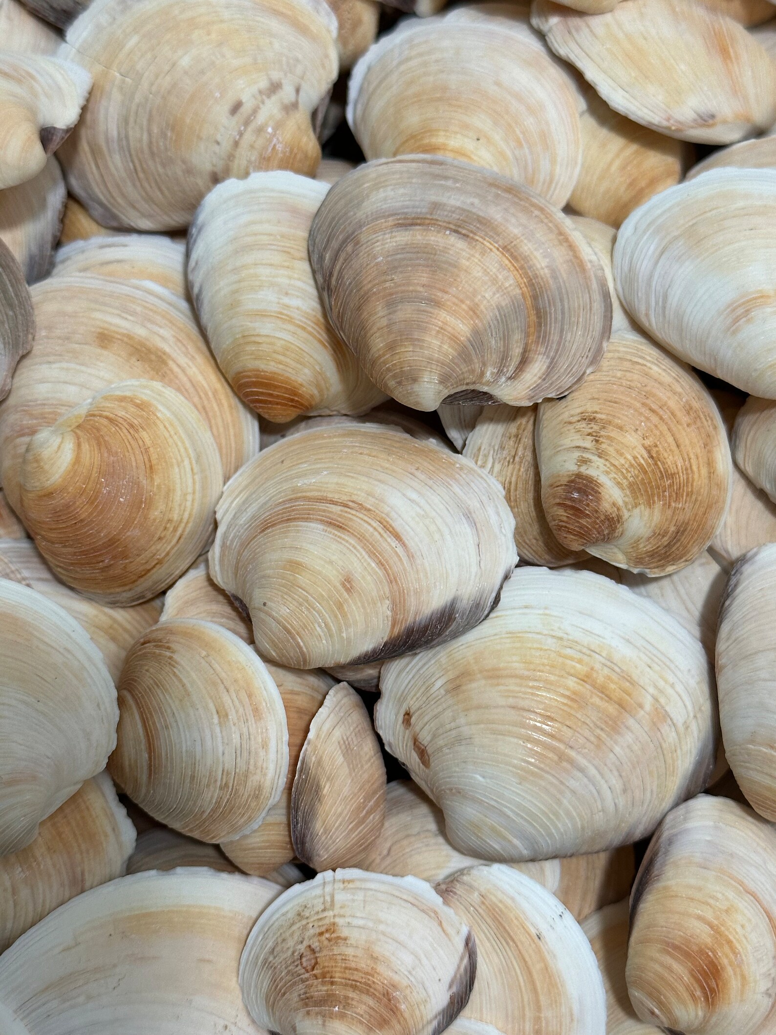 FLORIDA RARE CLAM Seashells Real Natural Beach Home Decor Garden Vase ...