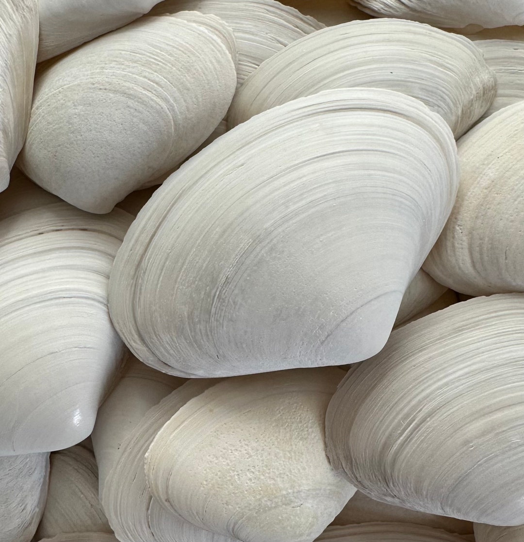LARGE RARE CLAM Seashells Assorted Mix White Long Ocean Sea Shells ...